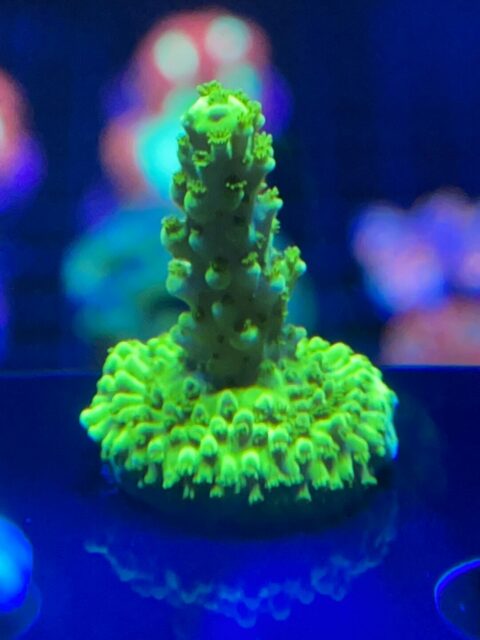 SPS Corals - Aquatic Reef Design Ocala